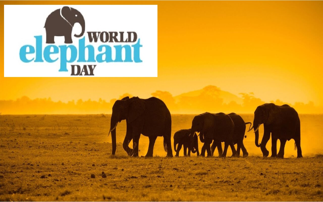 World Elephant Day 2022: आज मनाया जा रहा है विश्व हाथी दिवस, जानें कैसे हुई शुरुआत और रोचक तथ्य ...