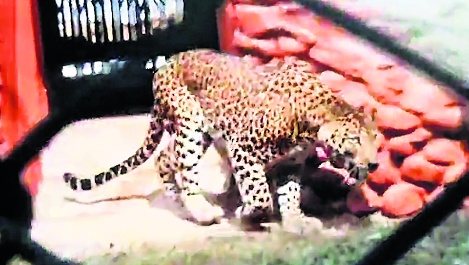 Rourkela News: इंदिरा गांधी पार्क के चिड़ियाघर में अब तेंदुओं को देख ...