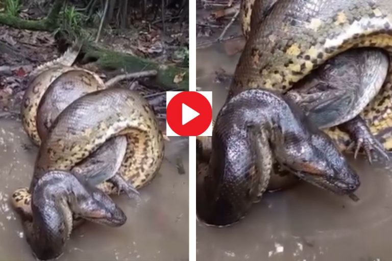 Viral Video: एनाकोंडा और मगरमच्छ में खतरनाक फाइट, अंतिम सांस तक जारी ...
