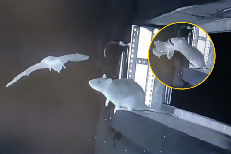 चूहे कर रहे चमगादड़ का शिकार, पहली बार दिखे इस नजारे से वैज्ञानिकों में ...