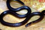 Snake Species Identified : भारत के इस राज्य में मिली रीड स्नेक की नई ...